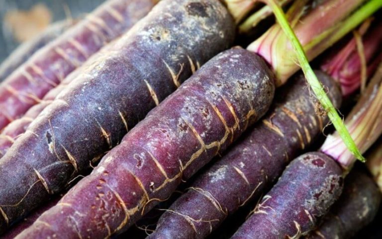 Black carrots: Properties and health benefits – From Doctor